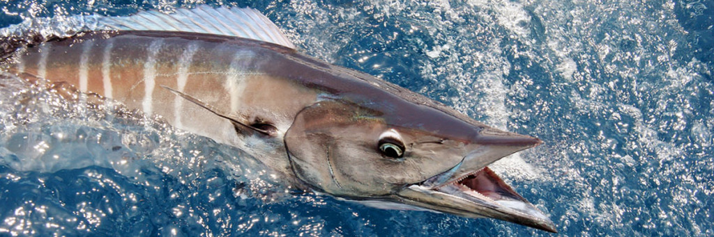 Fishing in the Bahamas - Bahamas Air Charters